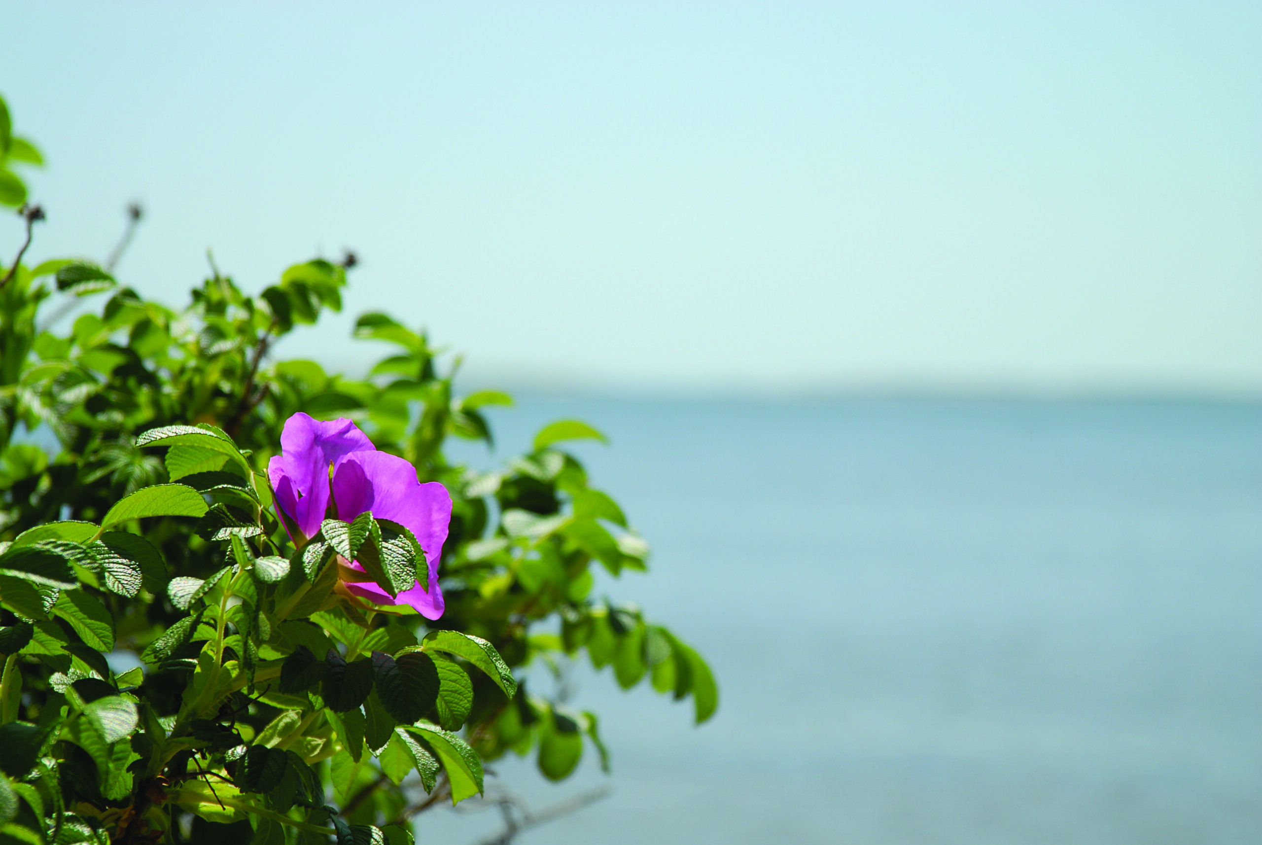 Remsenburg, New York | Mary Binder