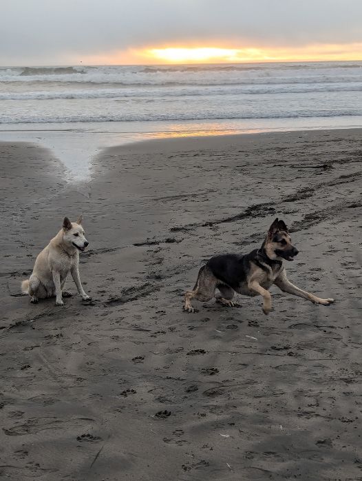 Paws in the Sand, Tails in the Air | Bernice Rodriguez